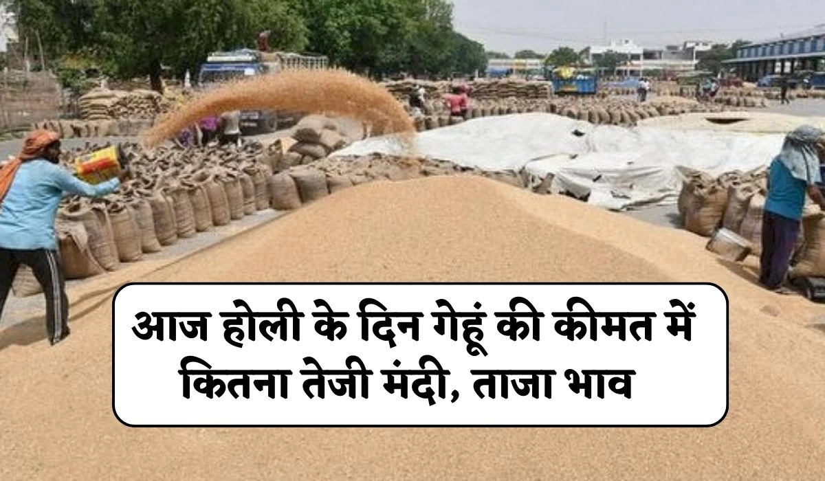 Today Gehun Mandi Bhav Update: आज होली के दिन गेहूं की कीमत में कितना ...