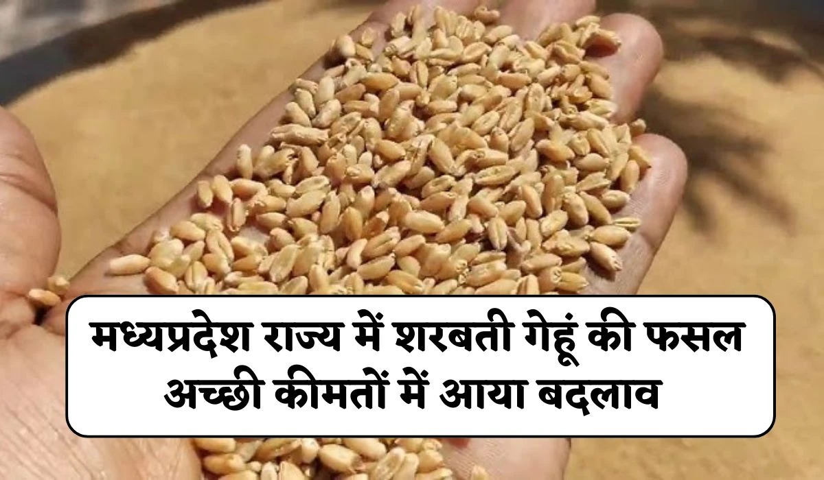 MP Sharbati Wheat Rate: मध्यप्रदेश राज्य में शरबती गेहूं की फसल अच्छी ...