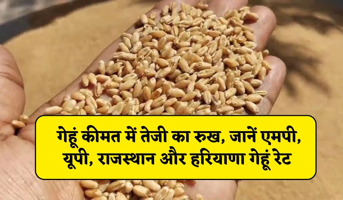 Gehun Rate 17-05-2025: गेहूं कीमत में तेजी का रुख, जानें एमपी, यूपी ...